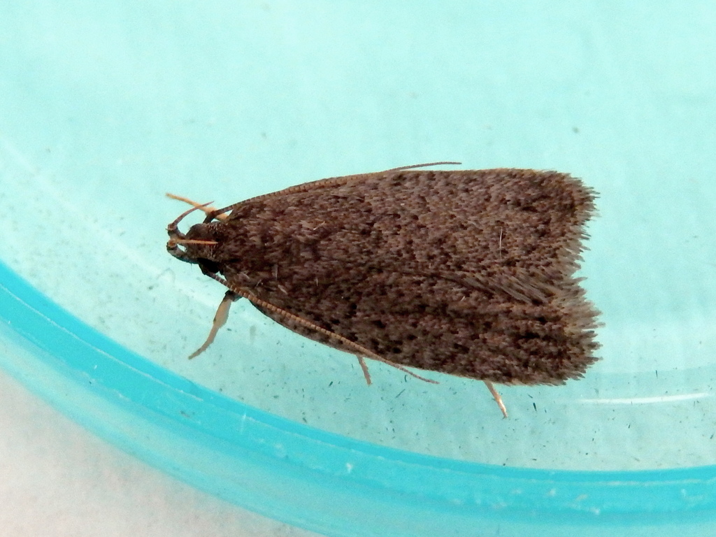 Garrha from Sydney NSW, Australia on December 23, 2024 at 08:10 AM by Jack Crosbie · iNaturalist