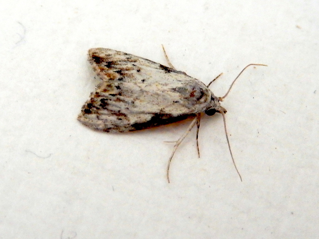 Nola from Sydney NSW, Australia on December 23, 2024 at 11:35 AM by ...