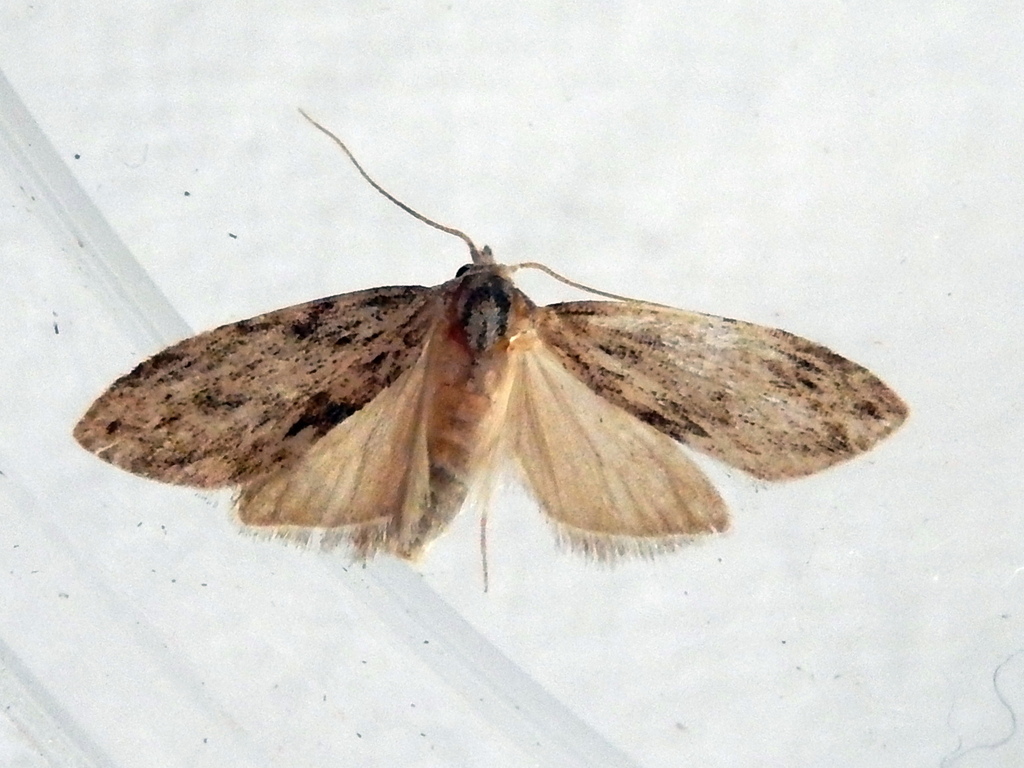 Nola from Sydney NSW, Australia on December 23, 2024 at 07:19 AM by ...