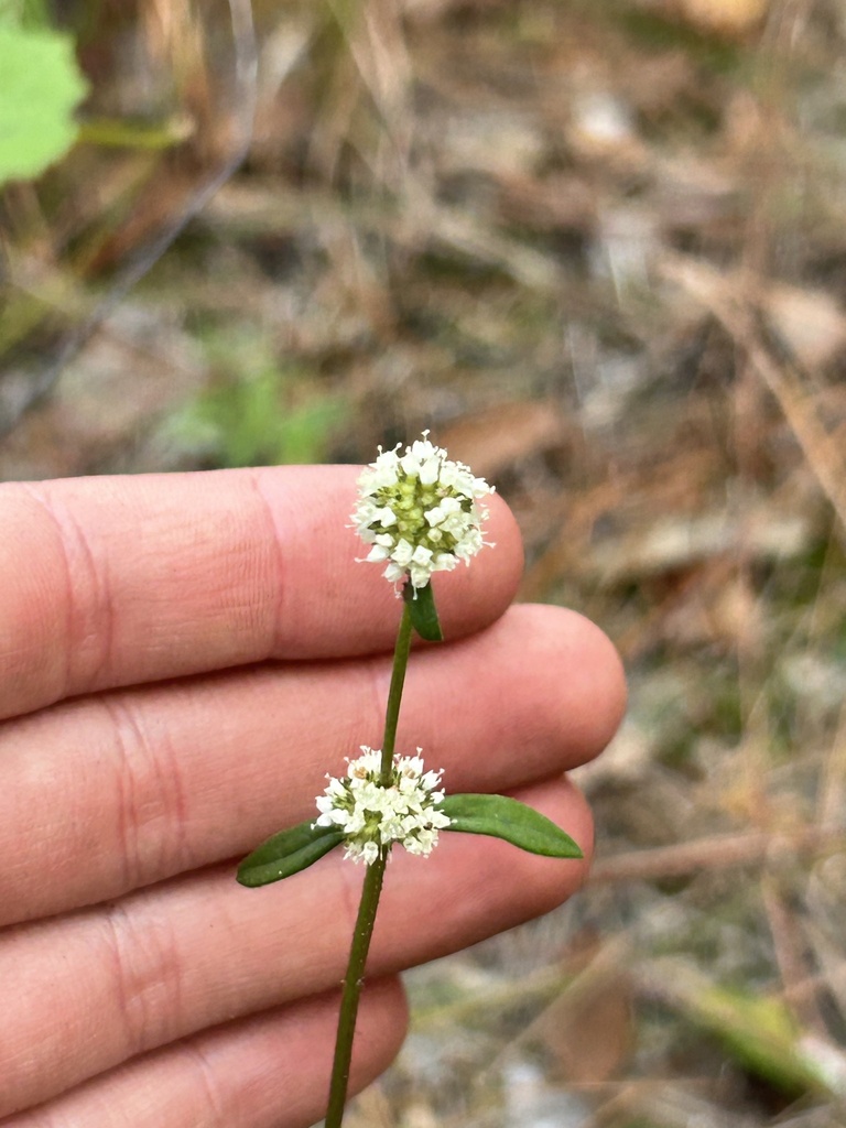 shrubby false buttonweed from Atlantic Ridge Preserve State Park ...