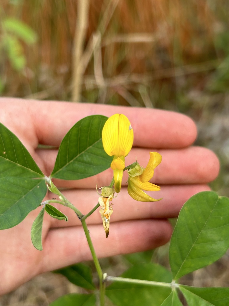 Streaked Rattlepod from Atlantic Ridge Preserve State Park, Stuart, FL ...