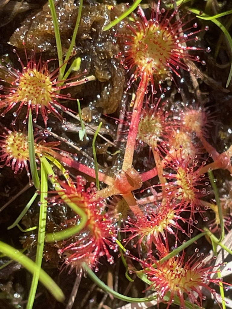 round-leaved sundew from Chittenden, VT, USA on June 15, 2024 at 02:43 ...