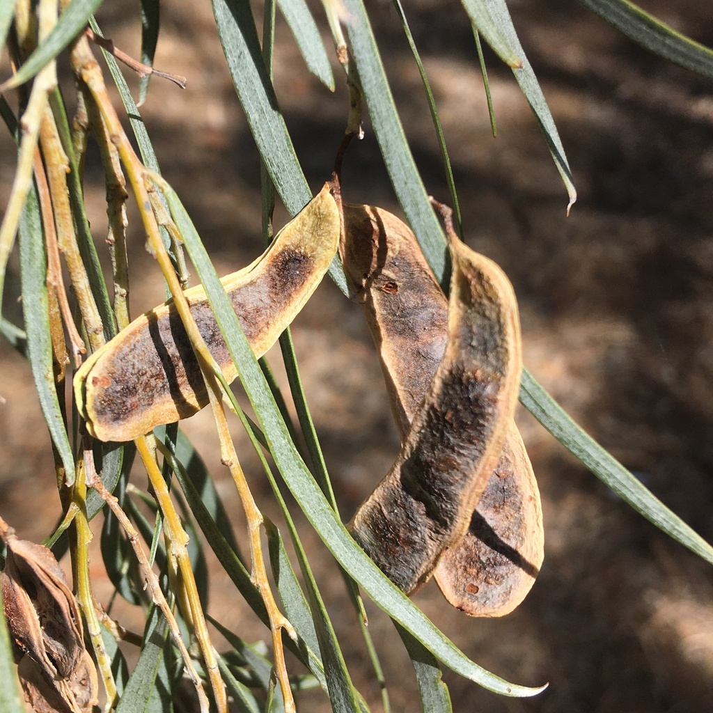 Weeping Myall (Acacia pendula) - Botanical Realm