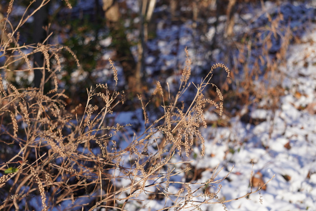 Sweet Pepperbush from Milltown, NJ, USA on December 23, 2024 at 08:47 ...