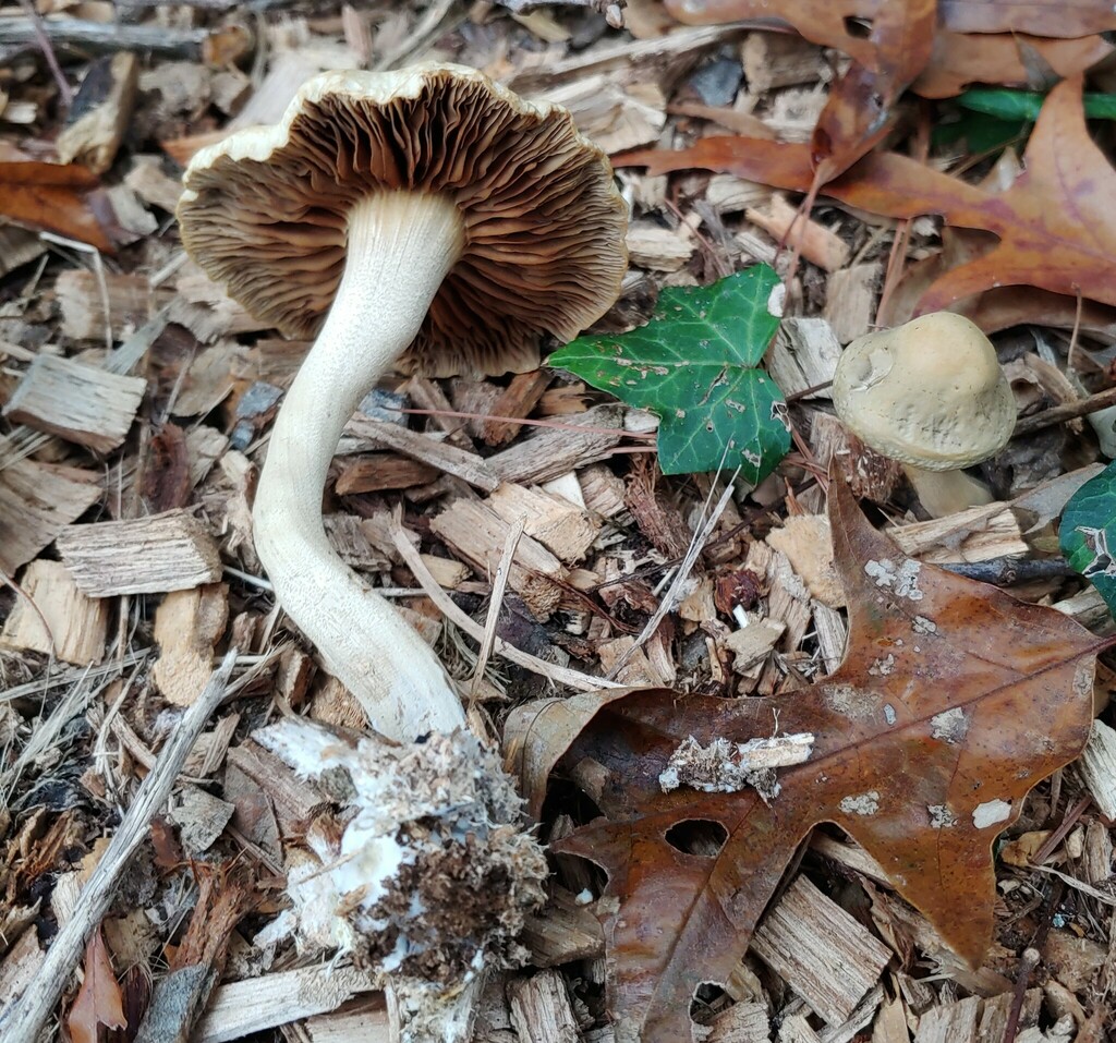 Mulch Fieldcap from Mountain Park, GA, USA on November 4, 2024 at 09:36 ...