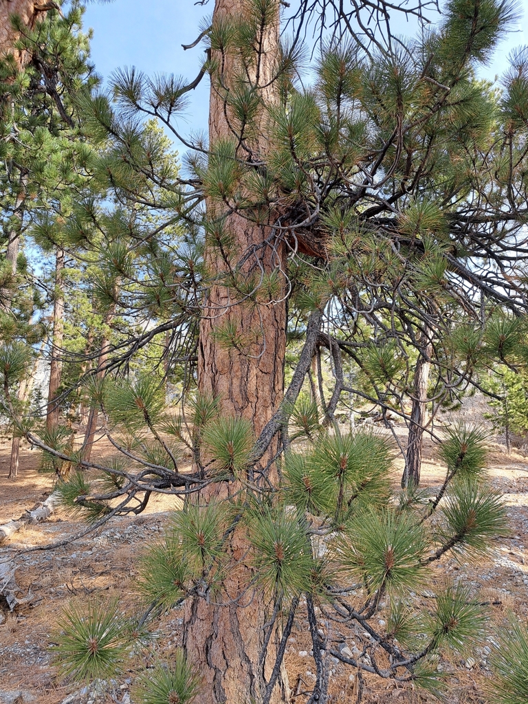 Rocky Mountains Ponderosa Pine from ENTERPRISE, NV 89124, USA on ...