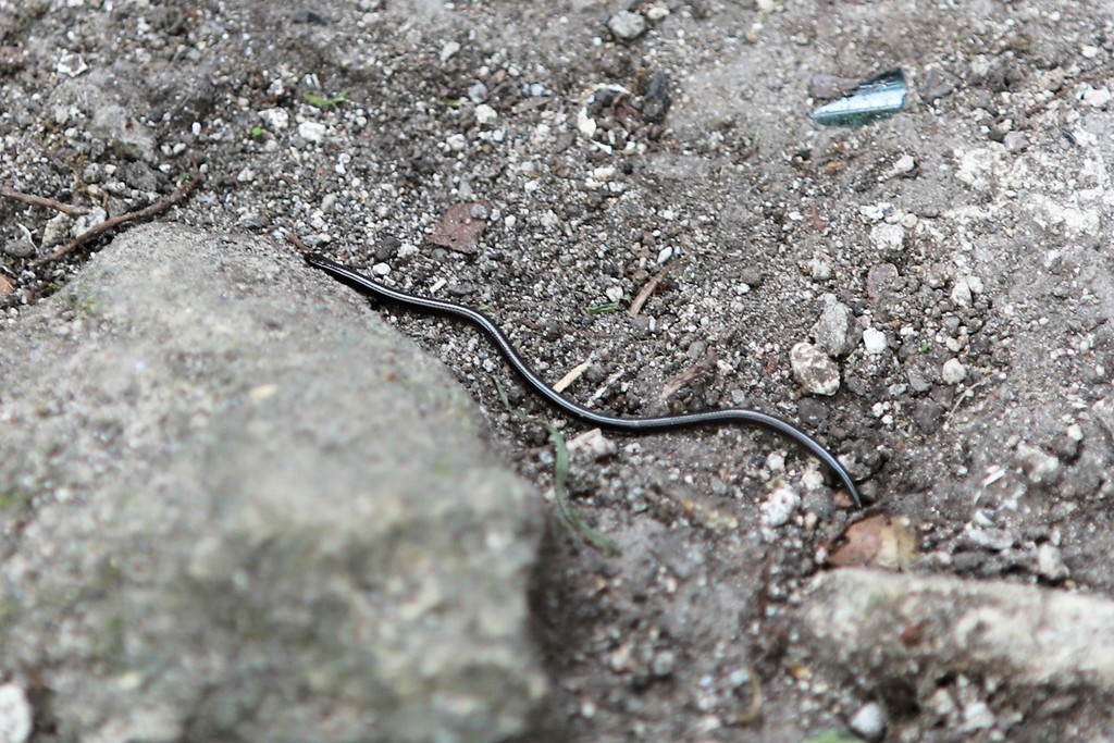 Santa Lucía Threadsnake in July 2019 by smmcdonald · iNaturalist