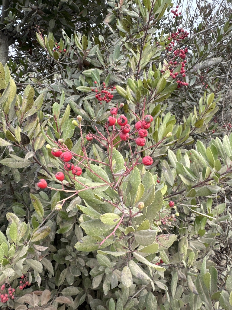 Toyon from Torrey Pines State Natural Reserve, San Diego, CA, US on ...