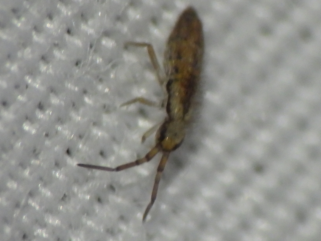 Slender Springtails from Whispering Oaks, San Antonio, TX 78230, USA on ...
