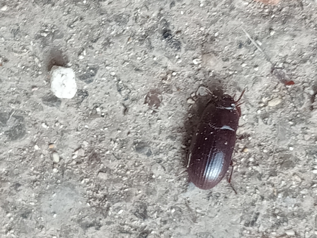 Hypogena from Granjero, Juárez, Chih., México on December 23, 2024 at ...