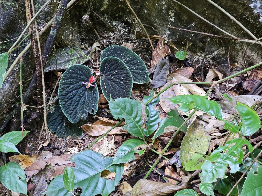 Begonia ruthiae from Danum Valley Conservation Area, Lahad Datu, Sabah ...