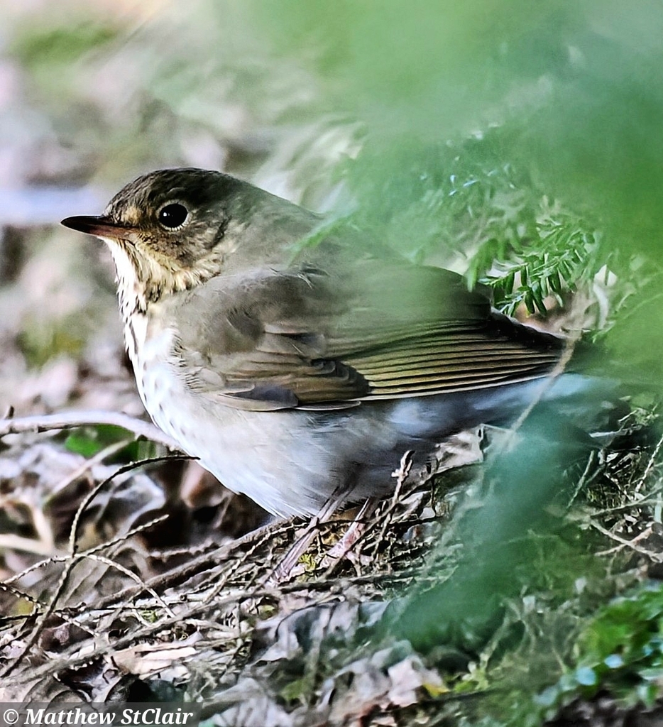 Swainson's Thrush from Indiana County on December 22, 2024 at 04:17 PM ...
