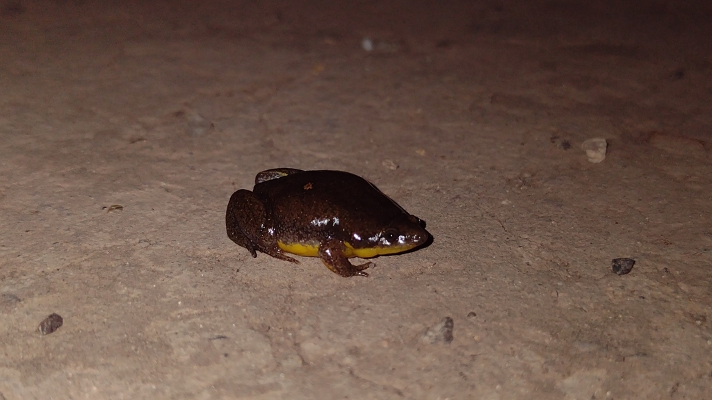 Two-colored oval frog from Las Colonias, Santa Fe, Argentina on ...