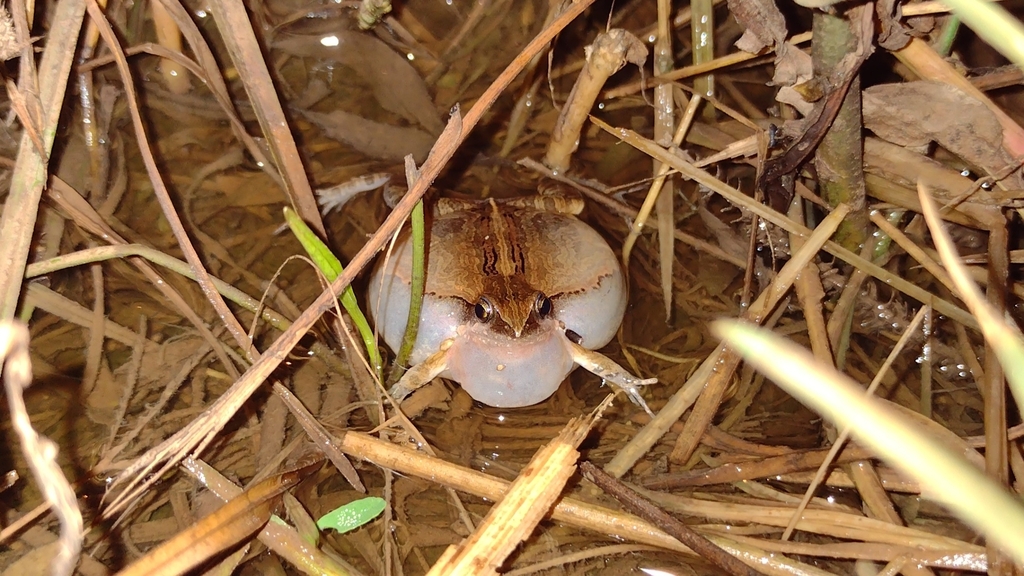 Pale-legged Weeping Frog from Las Colonias, Santa Fe, Argentina on ...