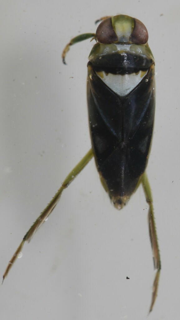 Enithares from Ehlanzeni District Municipality, South Africa on ...