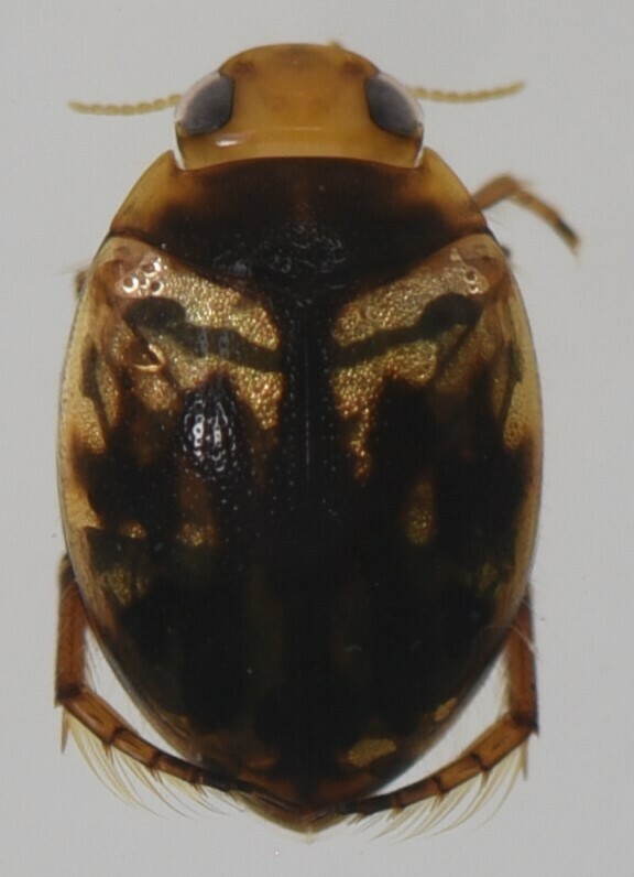 Hyphydrus from Ehlanzeni District Municipality, South Africa on ...