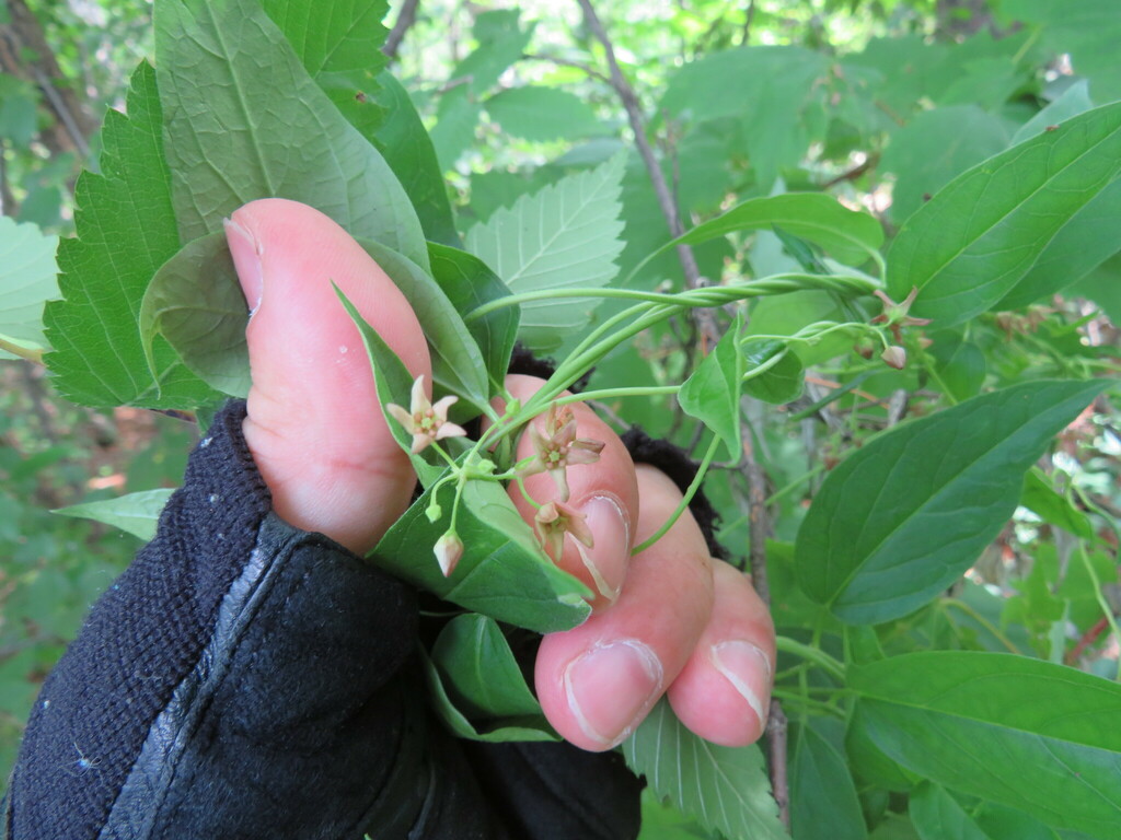European swallow-wort from Ottawa, CA-ON, CA on July 3, 2023 at 10:51 ...