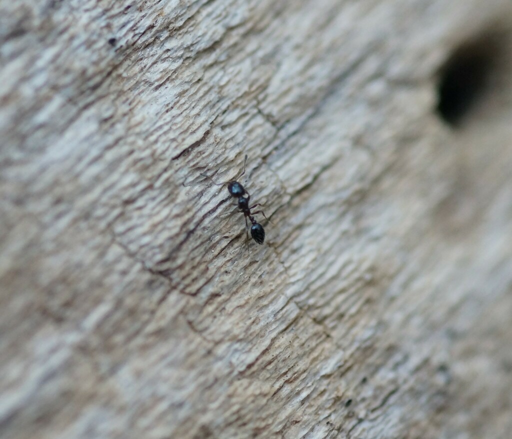 Common Trailing Ant from Midlothian, TX, USA on December 23, 2024 at 04 ...