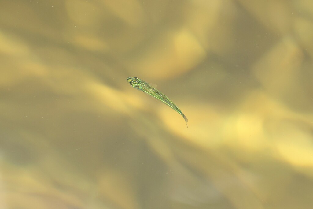 Hardhead Silverside from Key Largo, FL 33037, USA on November 3, 2024 ...