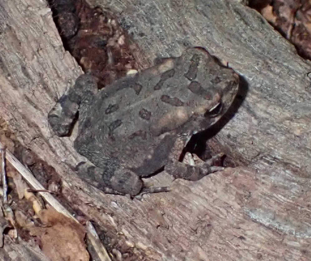 Fowler's Toad from Wake, North Carolina, United States on September 01 ...