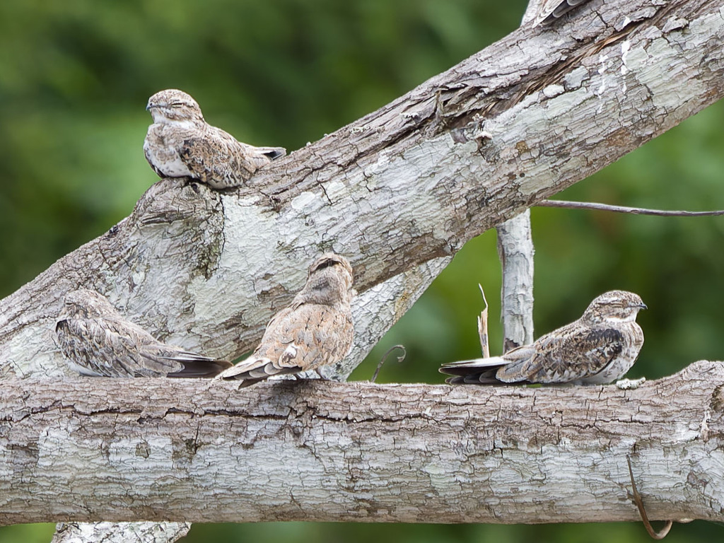 Sand-colored Nighthawk from Manú Province, Peru on November 16, 2024 at ...