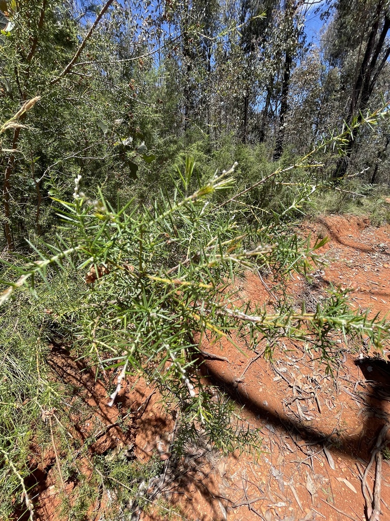 legumes from Woomargama National Park, Wantagong, NSW, AU on December ...