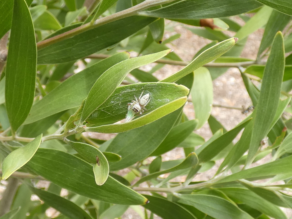 Cyclops Jumping Spider from Urban Forest, East Malvern Victoria on ...