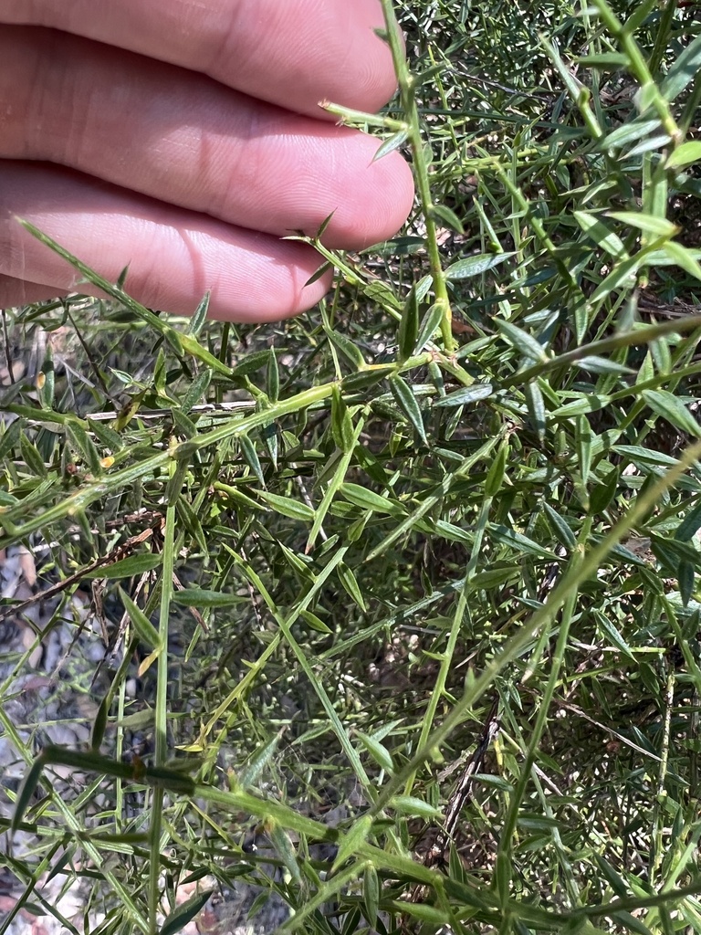 gorse bitter pea from Glenrock State Conservation Area, Merewether, NSW, AU on December 24, 2024 ...