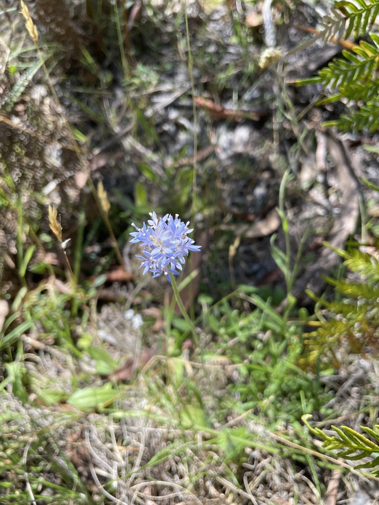 blue pincushion from Woomargama National Park, Wantagong, NSW, AU on ...