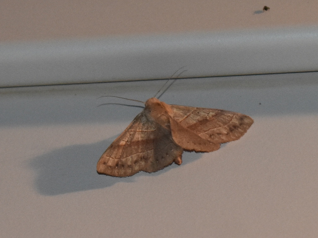 Red-lined Panopoda Moth from Smithfield, RI 02917, USA on July 20, 2019 ...