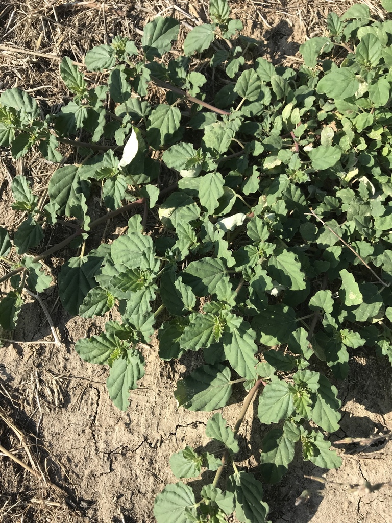 scarlet spiderling (Plants of Anguilla) · iNaturalist