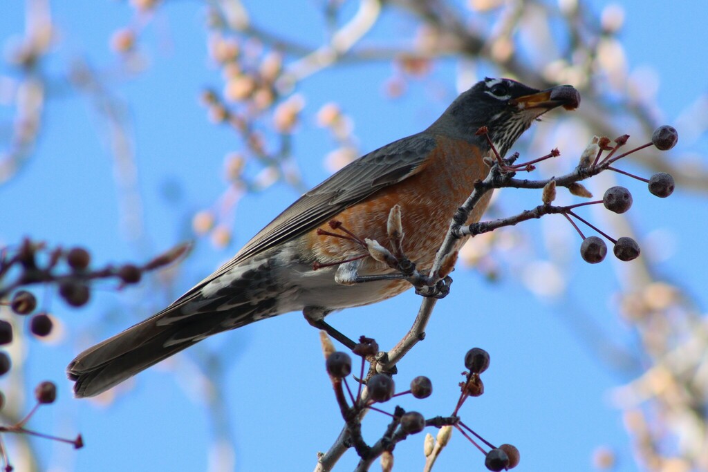 Western Robin from Sandy, UT, USA on December 20, 2024 at 09:49 AM by ...