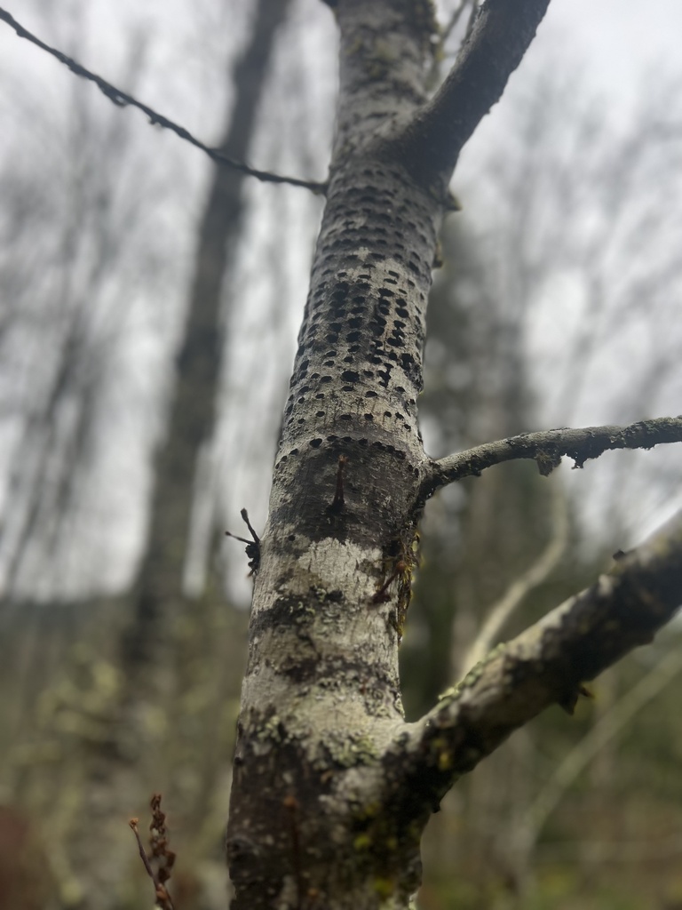 Red-breasted Sapsucker from Acme, WA, US on December 23, 2024 at 02:58 ...