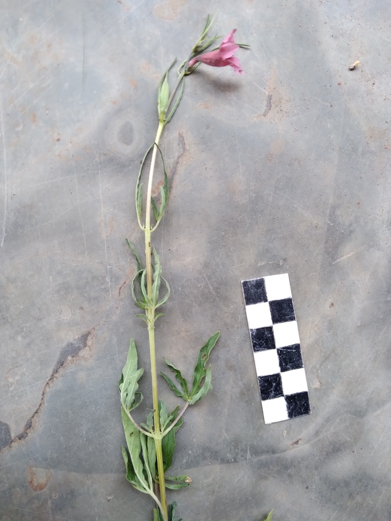 Wild Sesame from Sekhukhune District Municipality, South Africa on ...