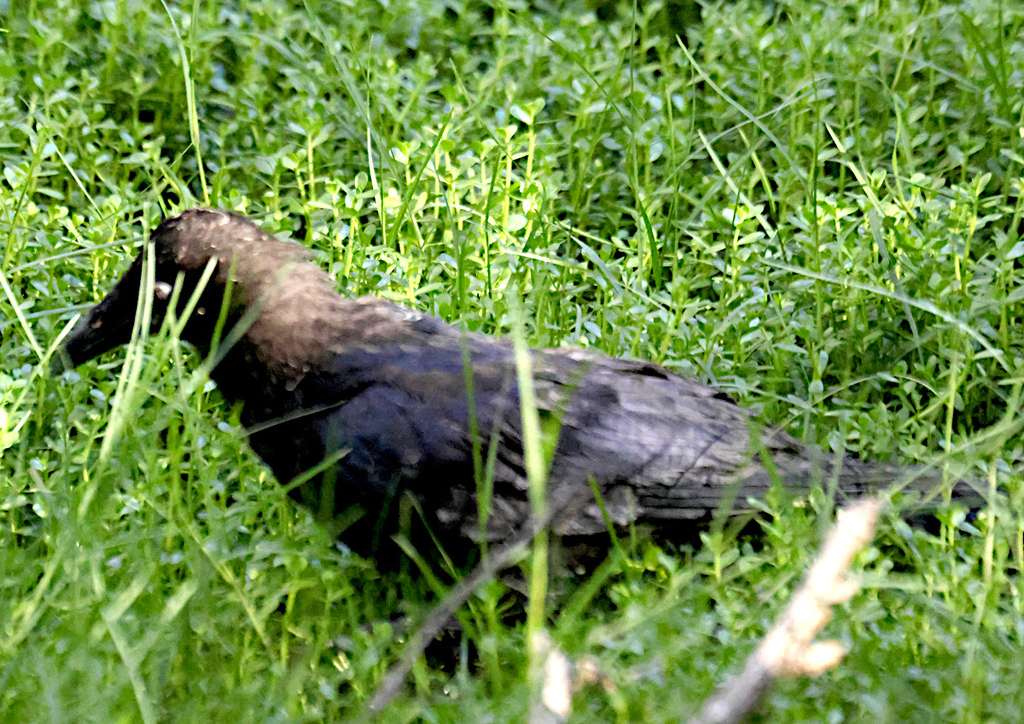 Australian Raven from Herdsman Lake 2, Perth WA, Australia on December ...