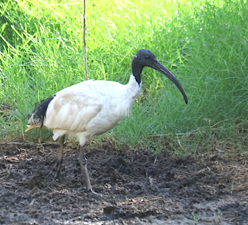 Australian Ibis from Herdsman Lake 2, Perth WA, Australia on December 9 ...