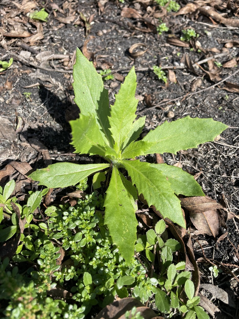 American burnweed from Rolling Oaks Open Space Park, Southwest Ranches ...