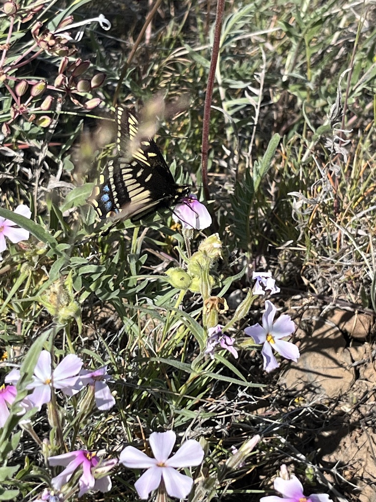 Anise Swallowtail from Ellensburg, WA, US on May 10, 2024 at 02:33 PM ...