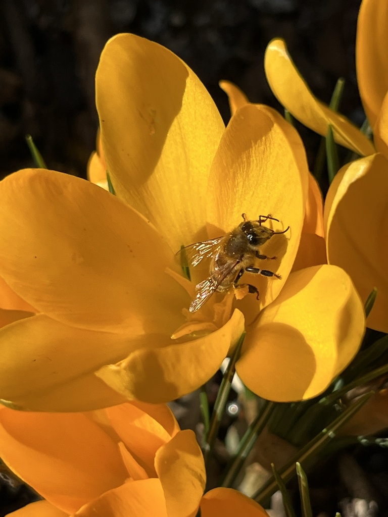 Western Honey Bee from 3rd Ave NW, Seattle, WA, US on February 7, 2024 ...