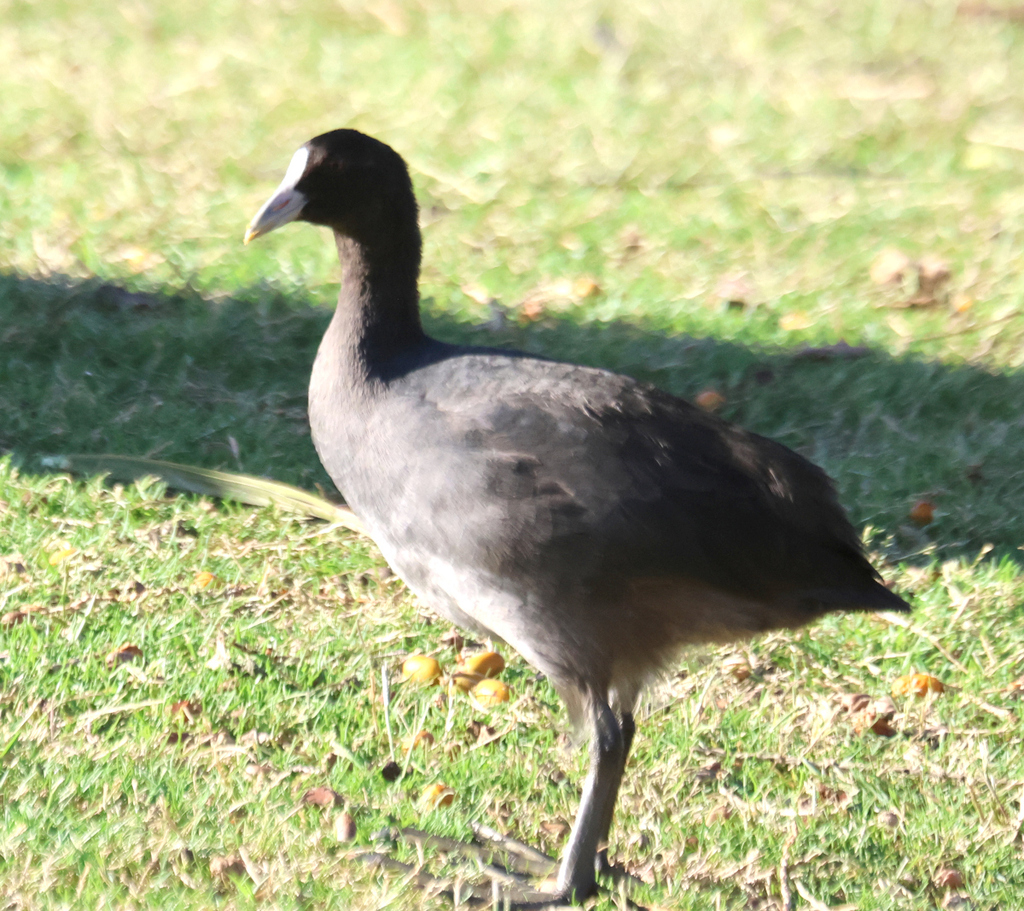 Australasian Coot from Lake Monger, Perth WA, Australia on December 09 ...