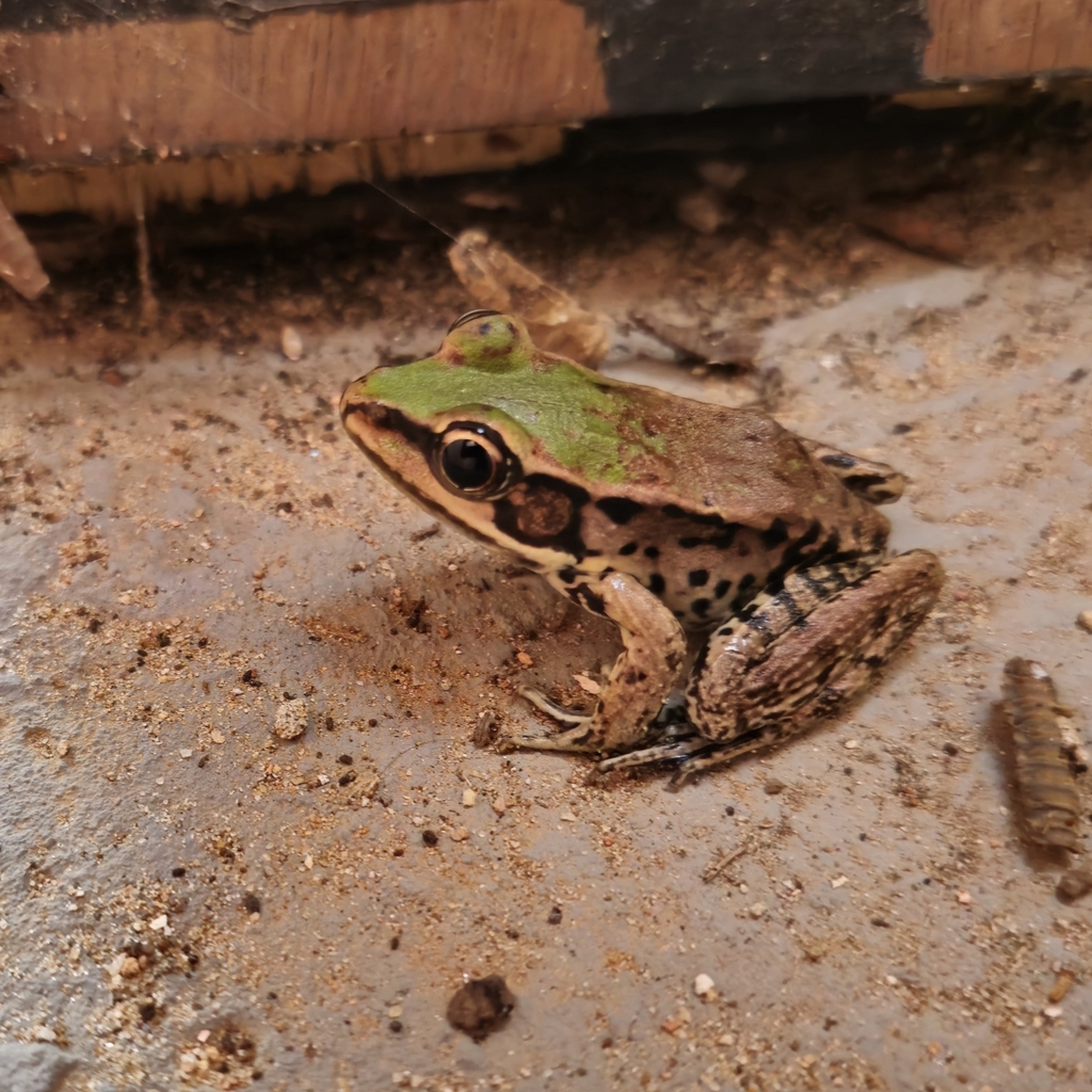 Amazon River Frog from Alta Floresta - MT, 78580-000, Brasil on ...