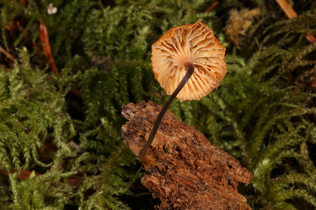 Xeromphalina from Randle, WA 98377, USA on November 1, 2024 at 04:29 AM ...