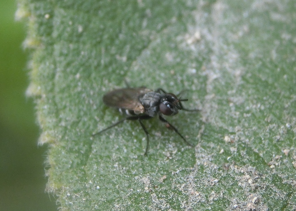 Lispe from 638台灣雲林縣麥寮鄉 on December 24, 2024 at 11:45 AM by r88621108 ...