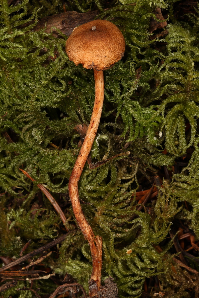 Chestnut Dapperling from Randle, WA 98377, USA on November 1, 2024 at ...