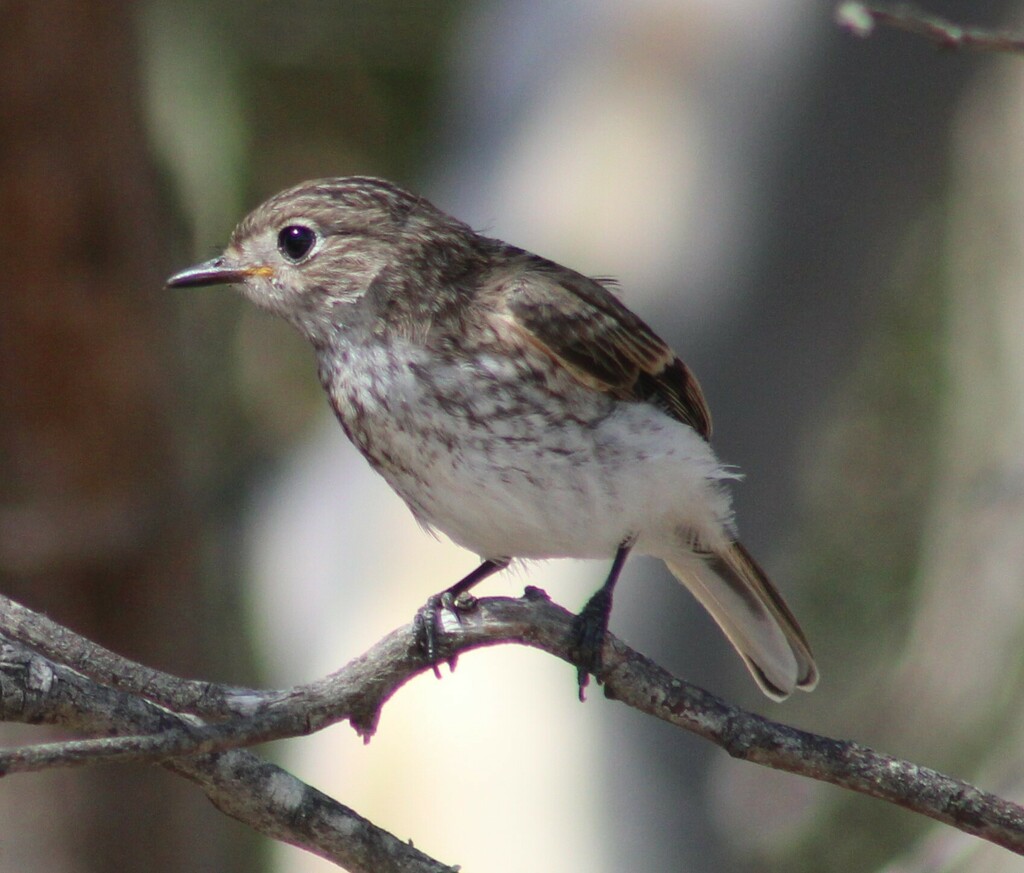 Australasian Robins from Keith SA 5267, Australia on December 24, 2024 ...