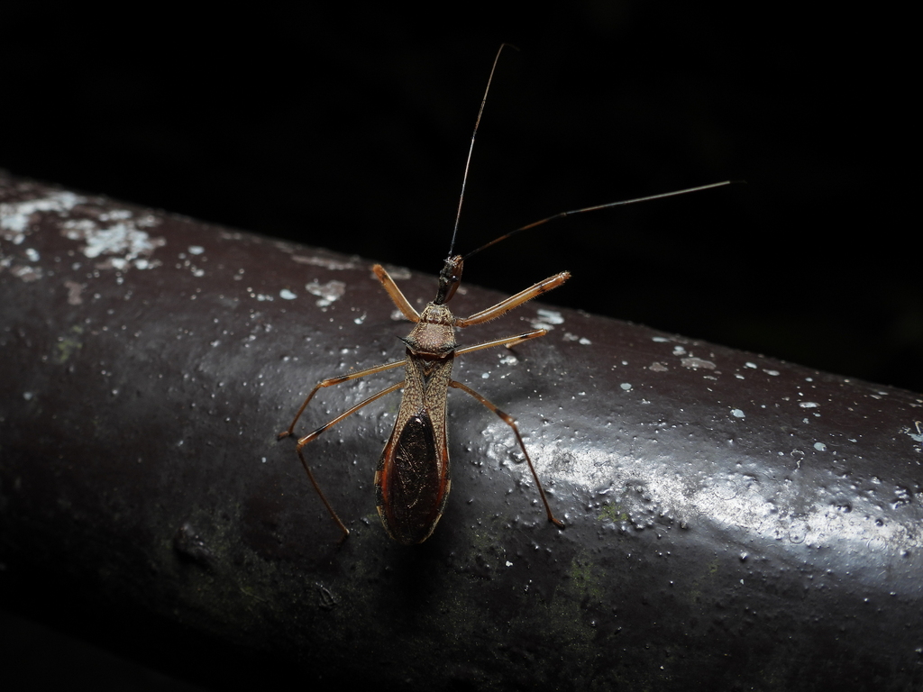 Epidaus in June 2024 by abujudy · iNaturalist