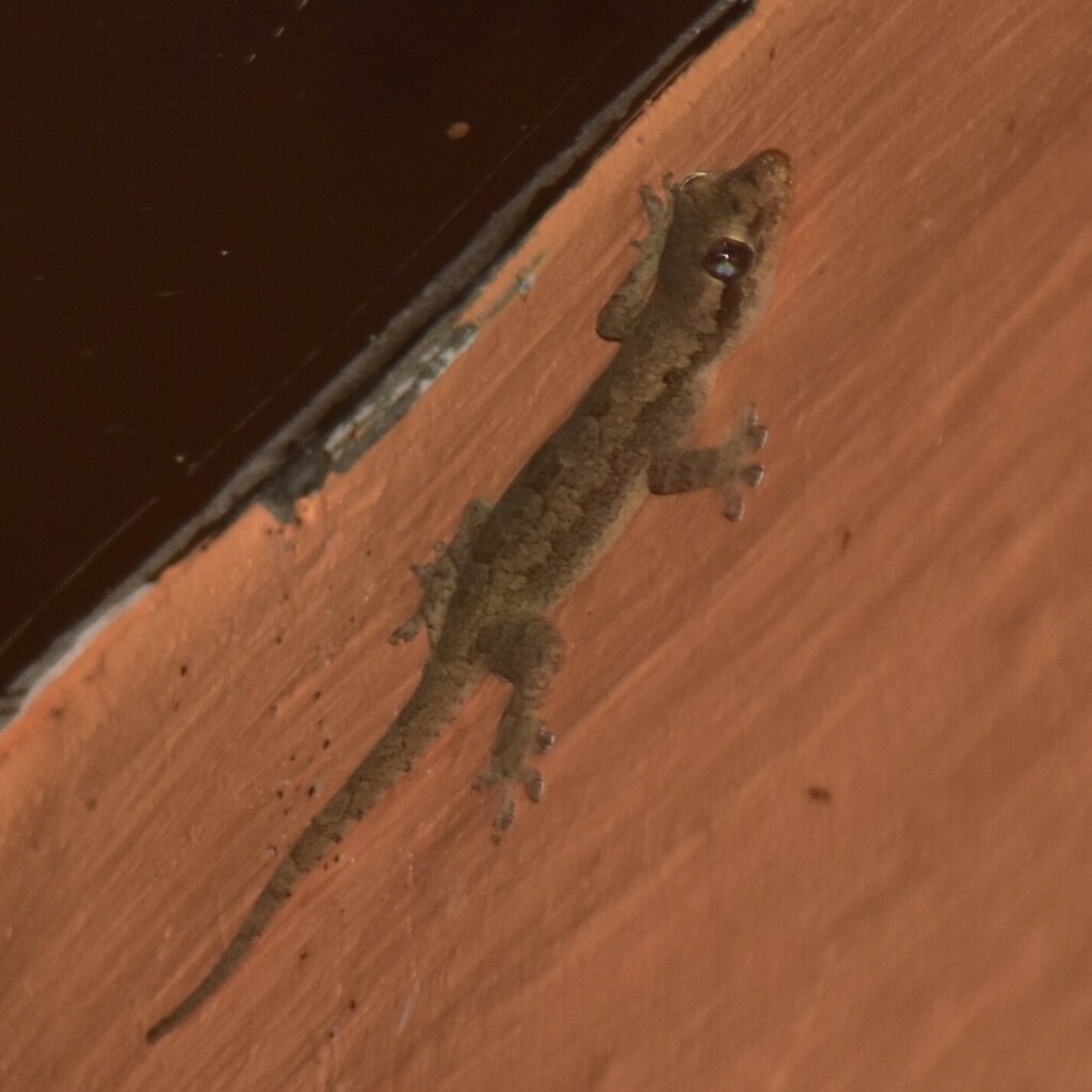 Flat-tailed House Gecko from Taviran, Datu Odin Sinsuat, Maguindanao ...