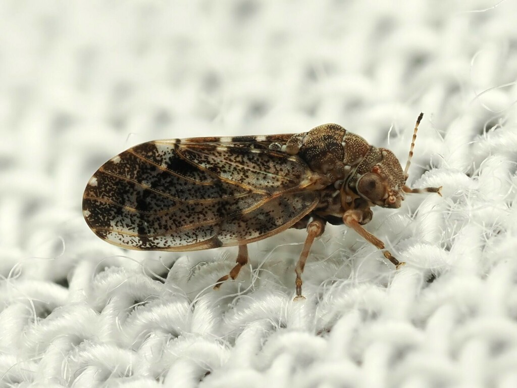 Hackberry Blister Gall Psyllid from San Marcos, TX, USA on December 23 ...