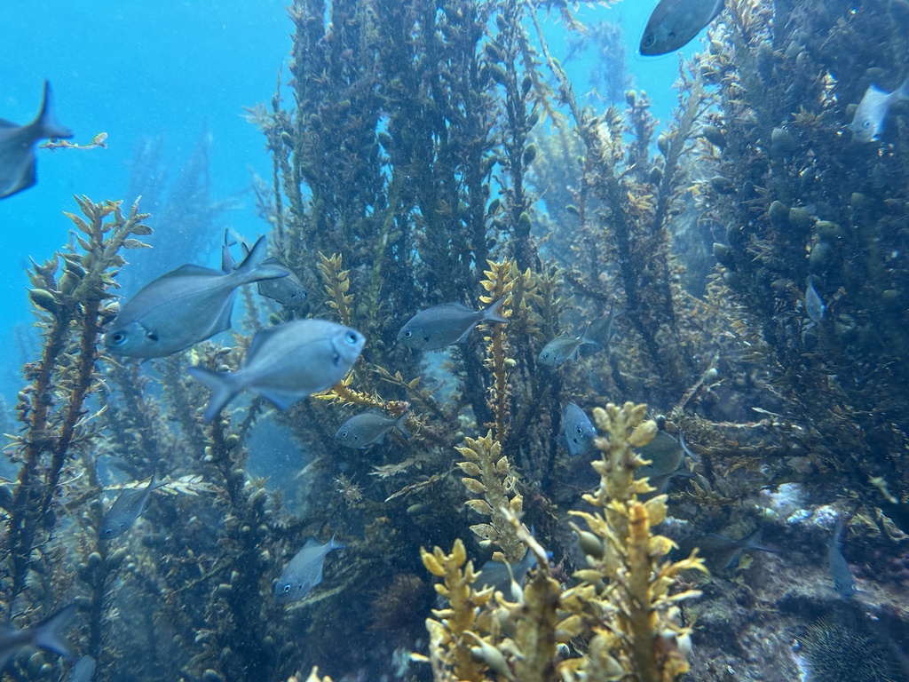 Silver Sweep from South Pacific Ocean, Northland, NZ on December 24 ...