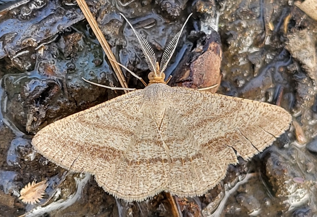 Butterflies and Moths in December 2024 by Luke Smith · iNaturalist